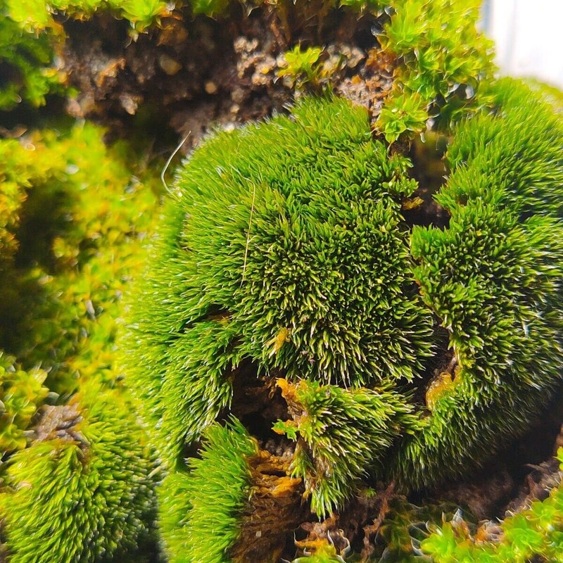 Live Moss - Etsy