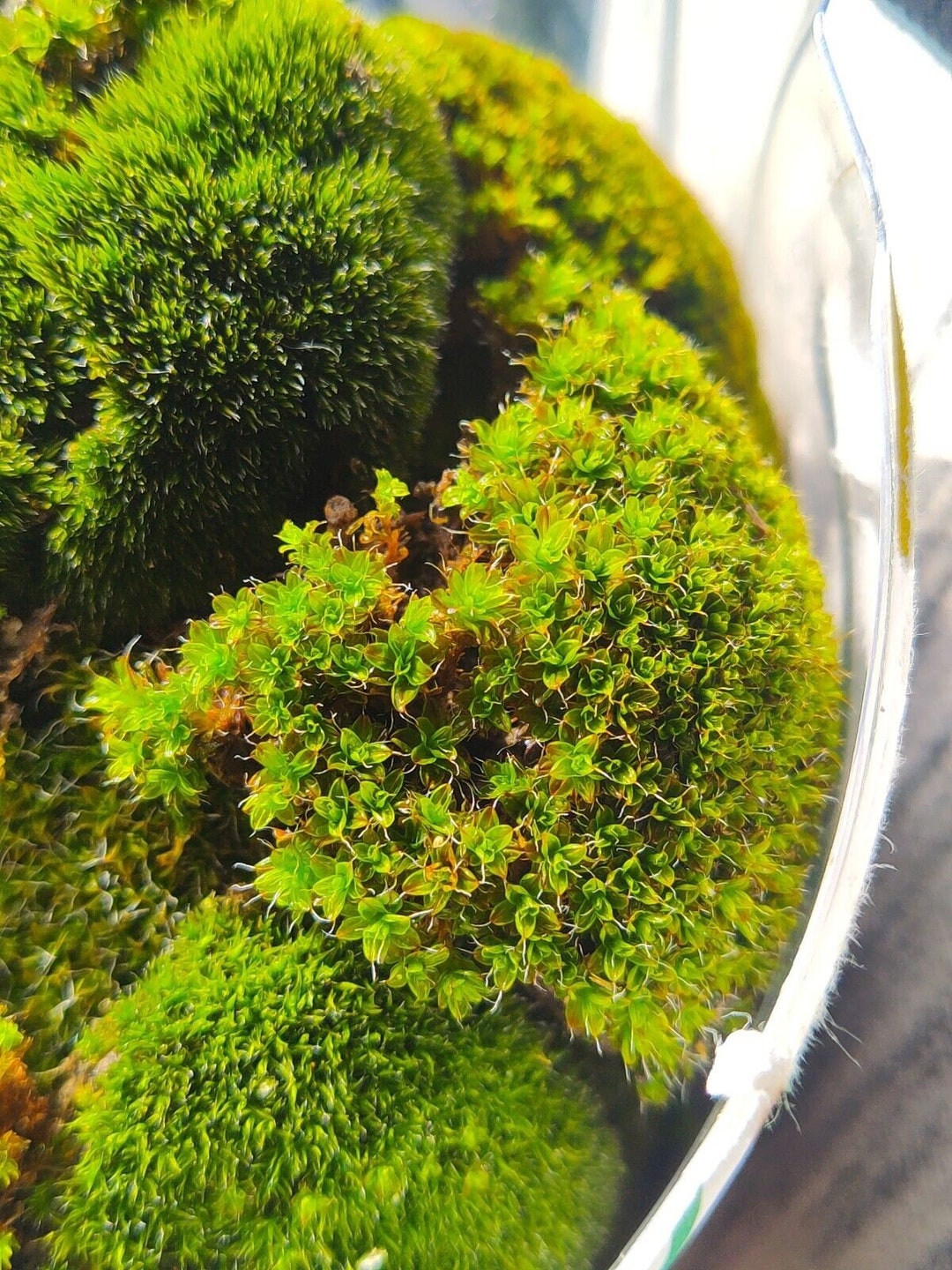6 Lbs Mix Fresh Live Moss Assortment Terrarium Vivarium Isopod Bin ...