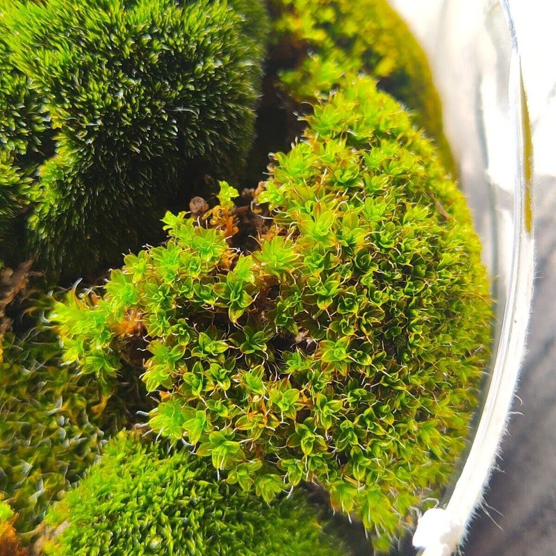 Live Moss - Etsy