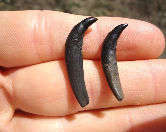 Peace River carnivore tooth and a jaw - Fossil ID - The Fossil Forum