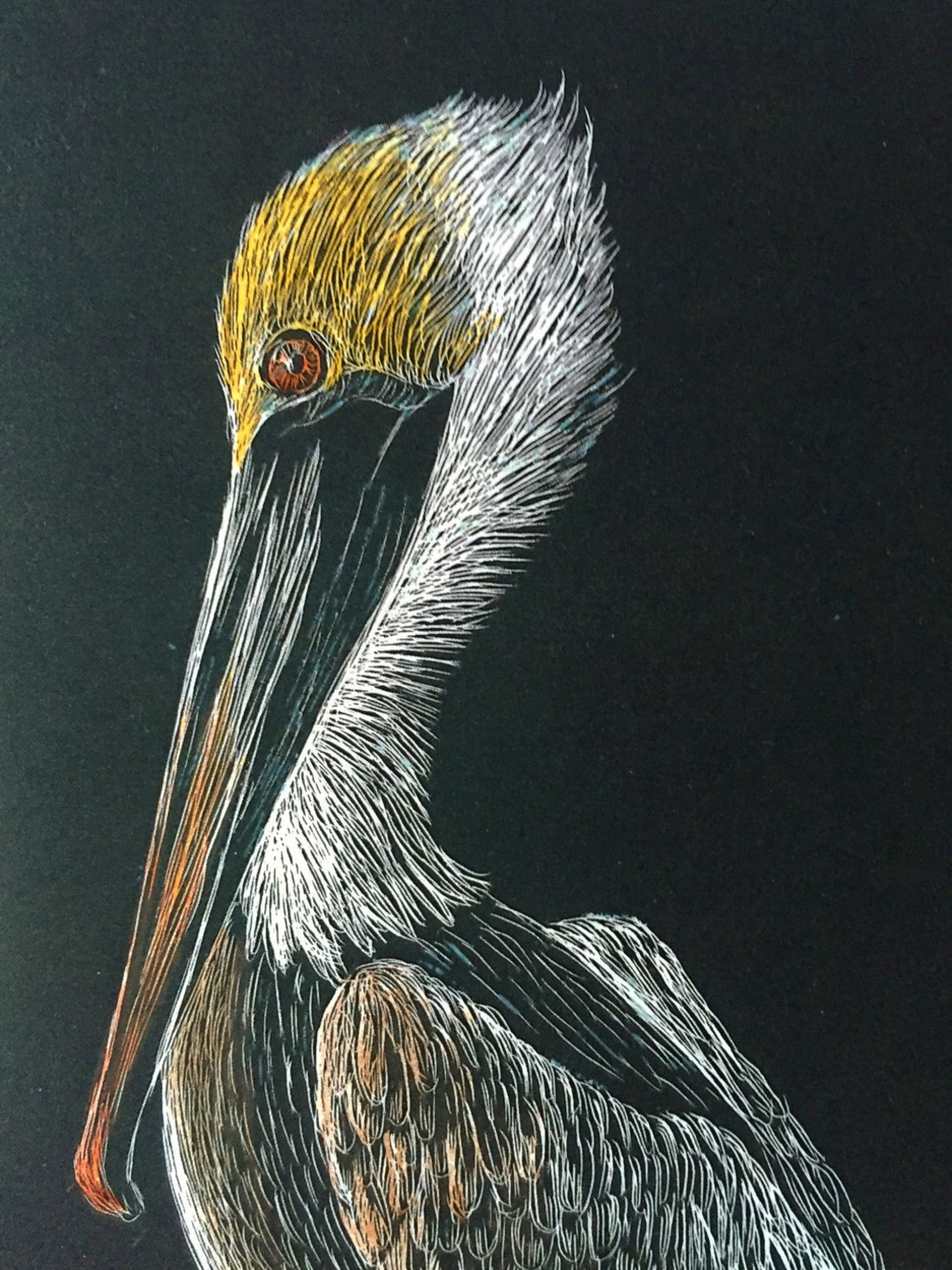 Statuesque Brown Pelican Color-enhanced Scratchboard Greeting Card - Etsy