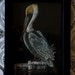 Statuesque Brown Pelican Color-enhanced Scratchboard Greeting Card - Etsy