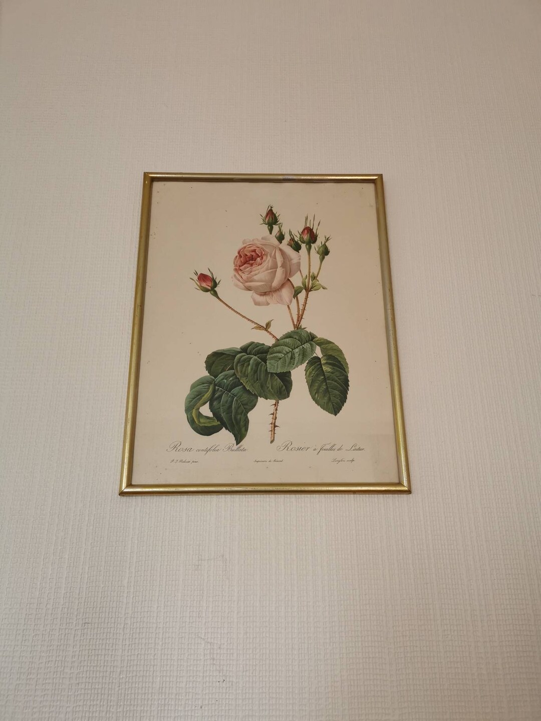 Vintage Roses Lithograph - Etsy