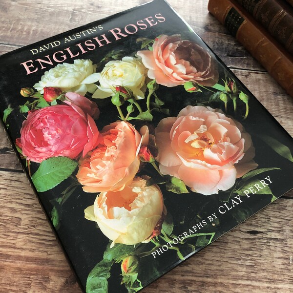 David Austin Roses - Etsy