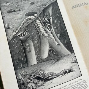 The Wonders of Animal Ingenuity Natural History Antique Illustrated ...