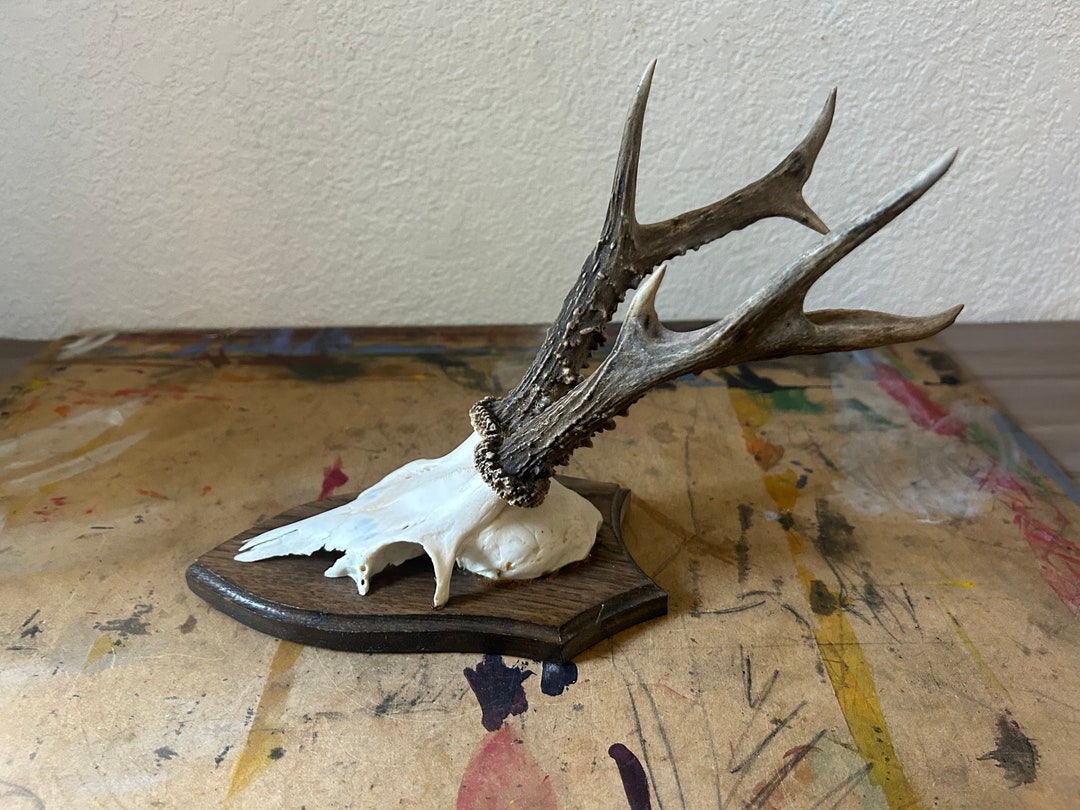 Vintage 1960's Roebuck Antler Trophies Vintage Taxidermy - Etsy