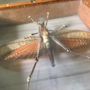 Vintage Specimen Display Curiosity Large Insect Gress Hopper, Vintage ...