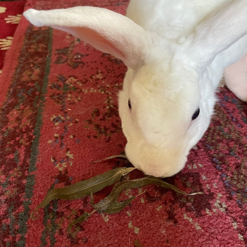 Wooden Small Bunny - Etsy