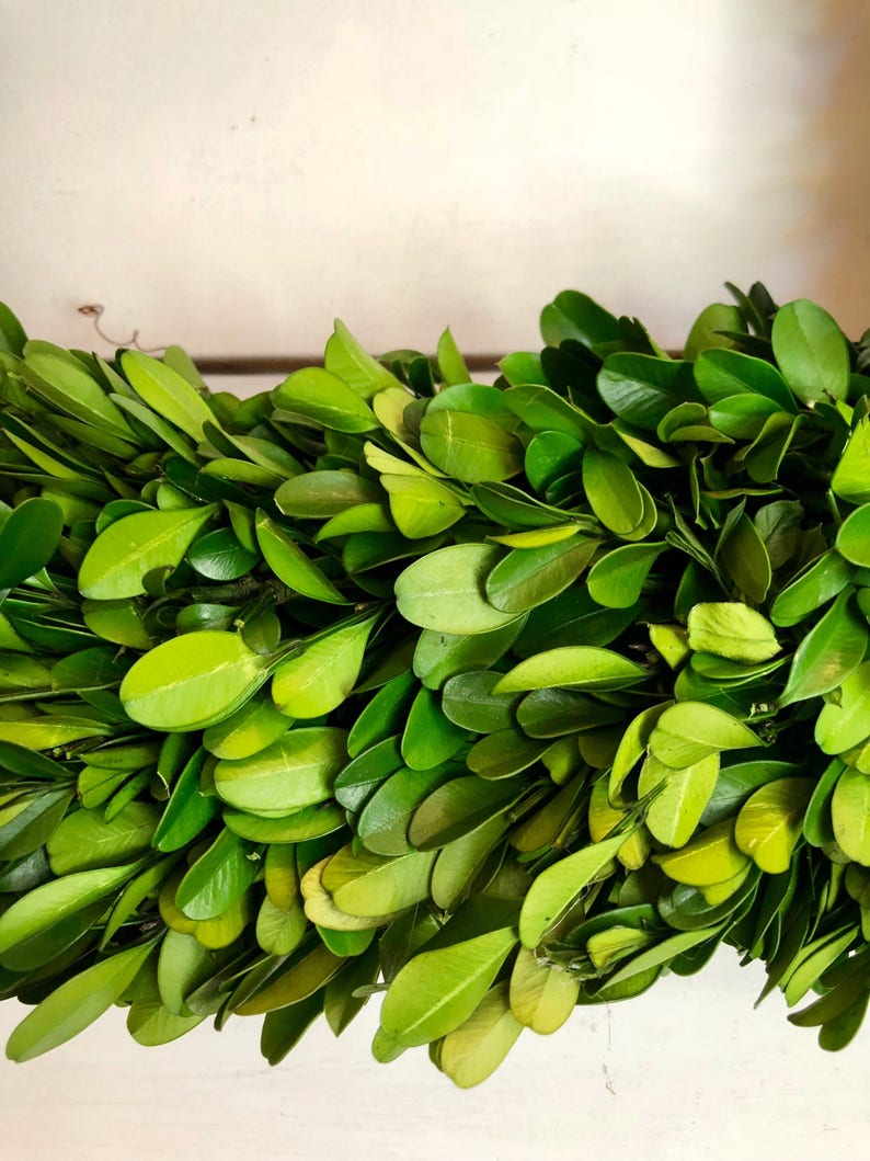 Square Boxwood Wreath Preserved Boxwood Wreath Square - Etsy