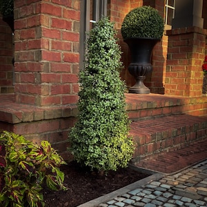 UV Boxwood, Boxwoods, Faux Boxwood, Porch Decor, Wedding Decor, Wedding ...