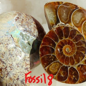 RARE Madagascar Anapuzosia Ammonites Fossil Pairs/millions Old Fossil ...