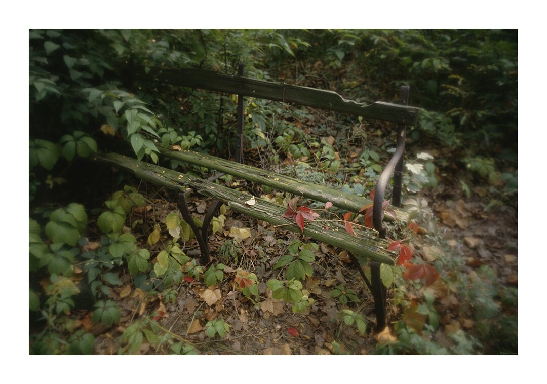 Dreamy Fall Scene Old Park Bench Autumn Melancholy Wall Art Secret Garden Color Photography ...