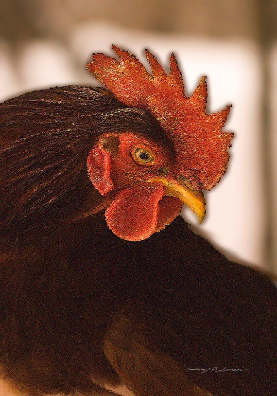 Road Island Red Rooster Drawing Rhode Island Red Rooster watercolor ...