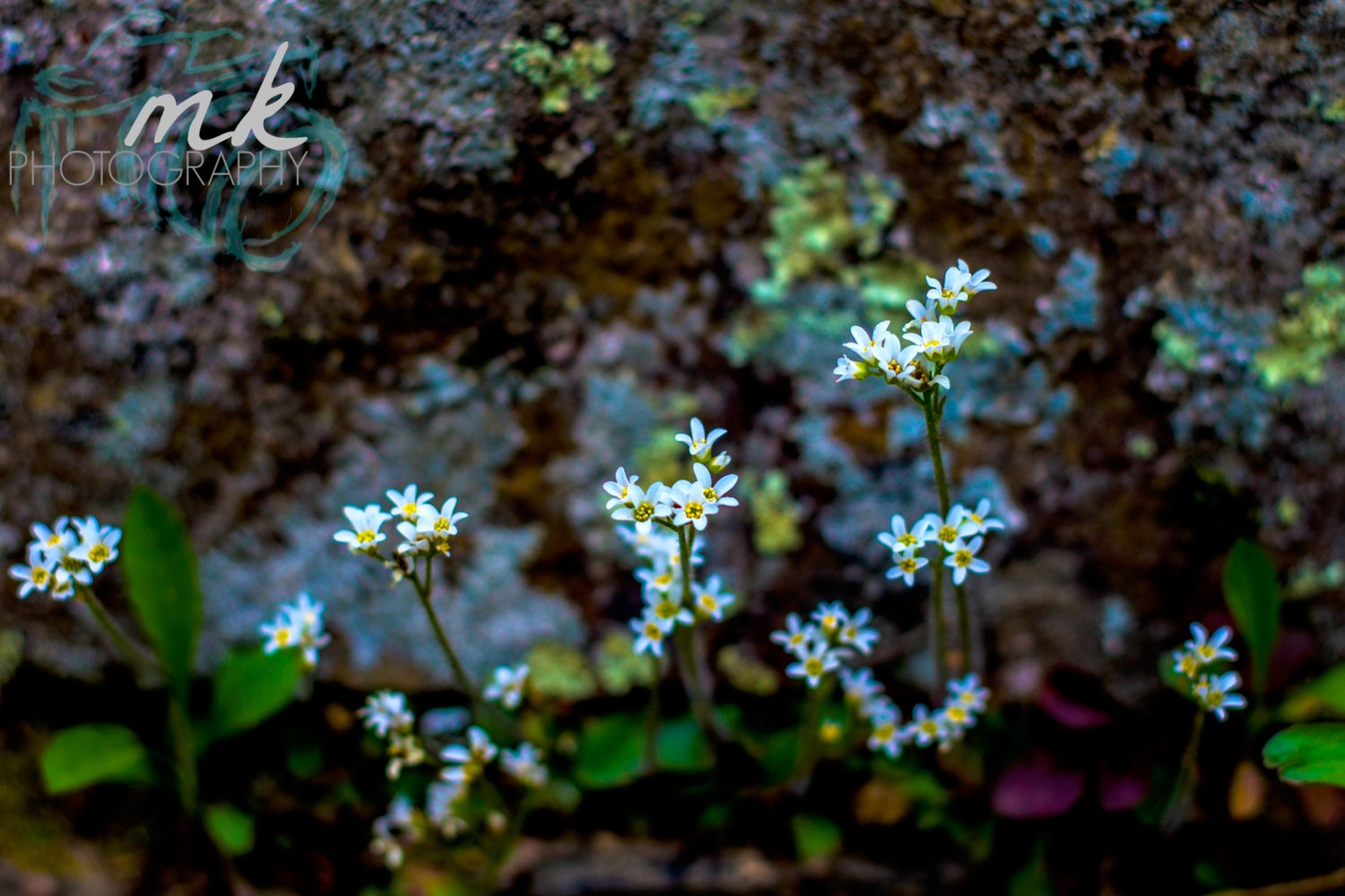 Tiny White Flowers Mossy Rock Nature Digital Photography - Etsy