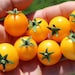 Aztec Gold Micro Dwarf Tomato 30+ Fresh Seeds for 2026 - Etsy