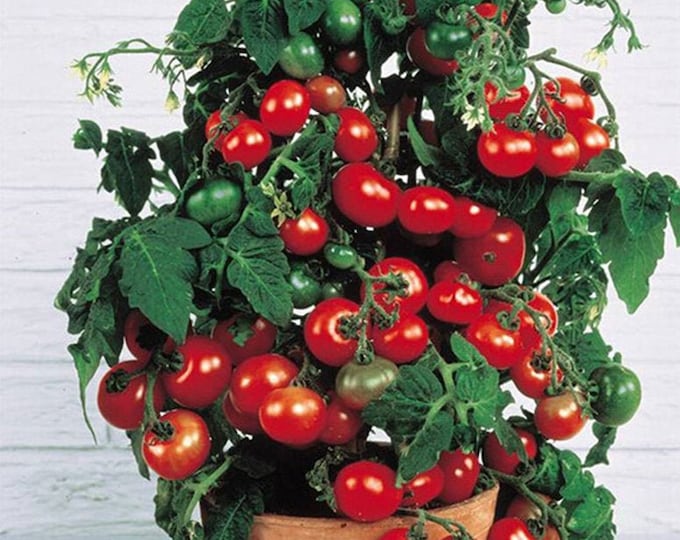 Red Robin Tomato Seeds Organic - Etsy