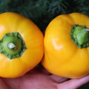 Orange Lesya Very Sweet Pepper 25 Fresh Seeds for 2026 - Etsy