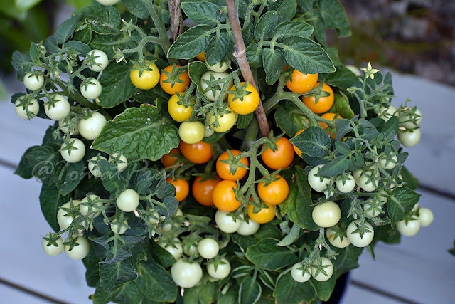 Jochalos Micro Dwarf Tomato 30+ Fresh Seeds for 2026 - Etsy