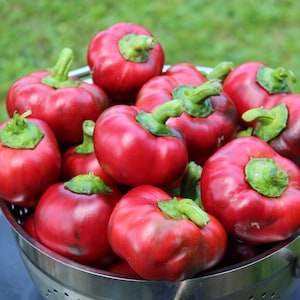 Novogogoshary Rare Sweet Pepper 30+ Fresh Seeds for 2026 - Etsy
