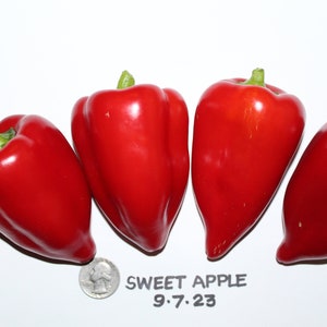 Sweet Apple Pepper 30+ Fresh Organically Grown Seeds for the 2026 ...
