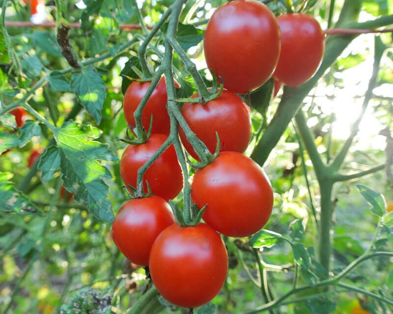 Sweetie Cherry Tomato super Sweet 40 Fresh Organic Seeds - Etsy