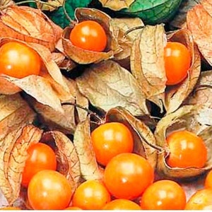 Inca Berry 60+ Freshly Harvested Seeds for the 2026 Season - Etsy