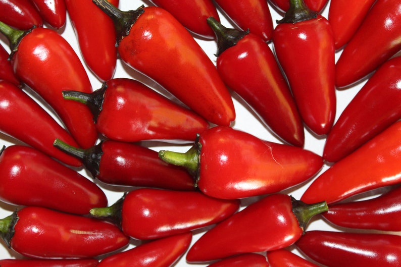 Dracula Rare Hot Pepper 30 Fresh Organic Seeds for 2023 - Etsy