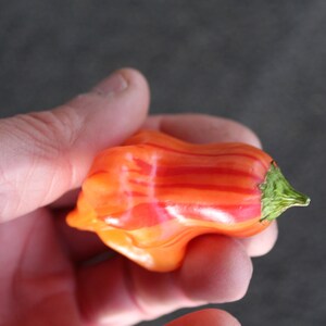 Zebrange Pepper 25 Fresh Organic Seeds for 2026 - Etsy