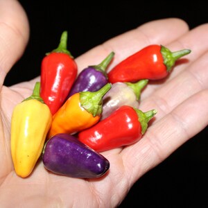 Chinese 5 Color Pepper 30+ Fresh Seeds for 2024 - Etsy