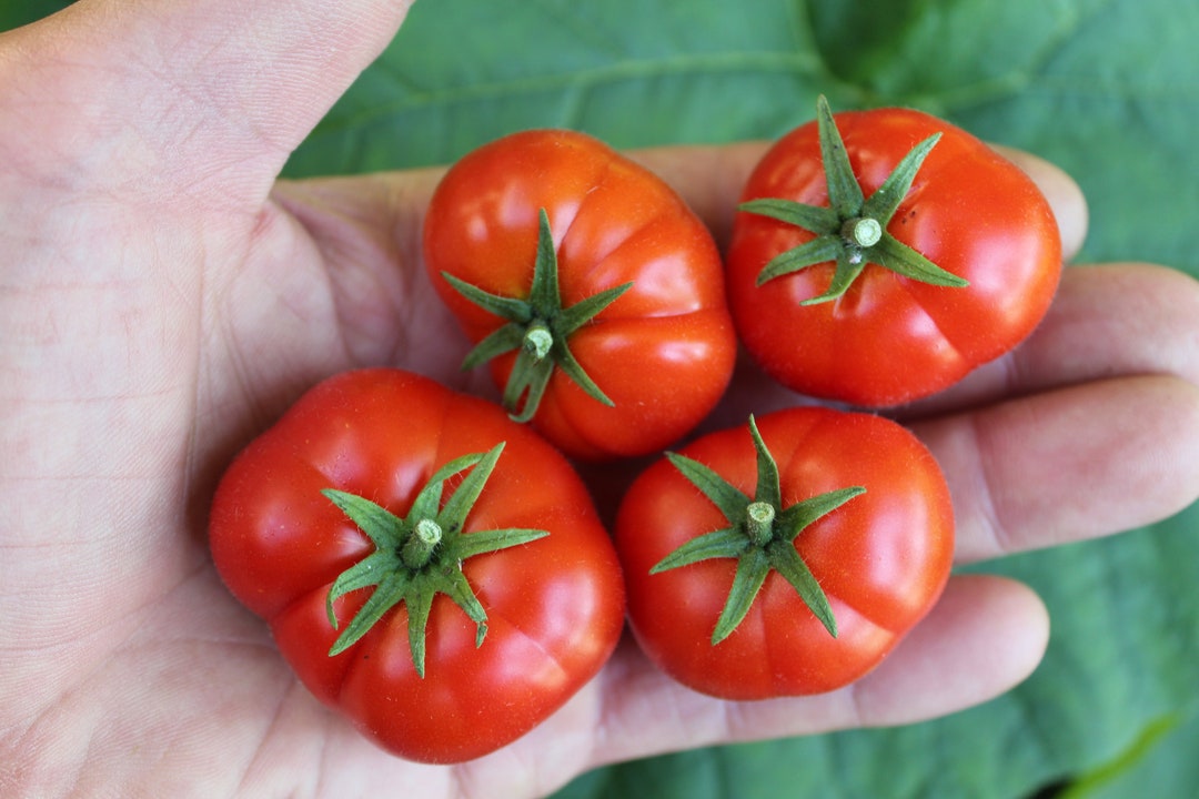 Florida Petite Micro Dwarf Tomato 30+ Fresh Seeds for 2026 - Etsy