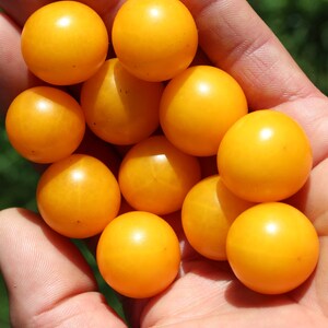 Jochalos Micro Dwarf Tomato 30+ Fresh Seeds for 2026 - Etsy