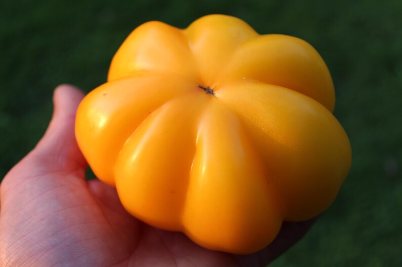 Giant Yellow Florentine Tomato, 20 Fresh Organic Seeds for the 2026 ...