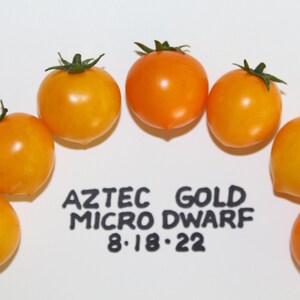 Aztec Gold Micro Dwarf Tomato 30 Fresh Seeds for 2024 - Etsy
