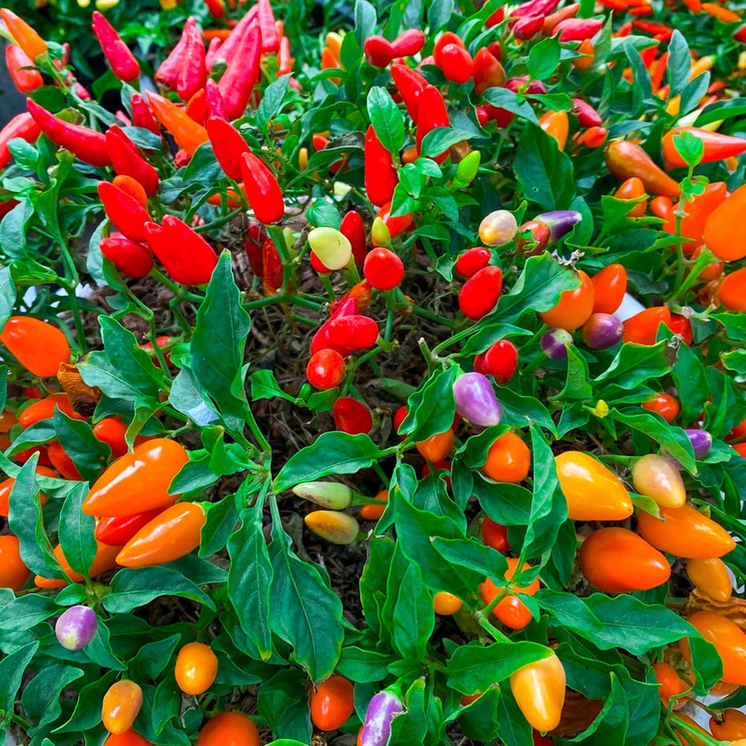 Chinese 5 Color Pepper 30+ Fresh Seeds for 2024 - Etsy