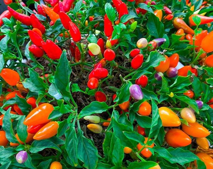 Takanotsume Pepper, Hawks Claw, 10 Seeds, Japanese Heirloom Chili ...