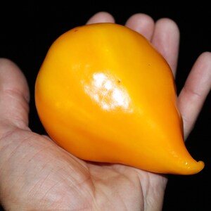 Orange Lesya Very Sweet Pepper 25 Fresh Seeds for 2026 - Etsy