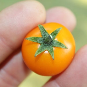 Aztec Gold Micro Dwarf Tomato 30+ Fresh Seeds for 2026 - Etsy