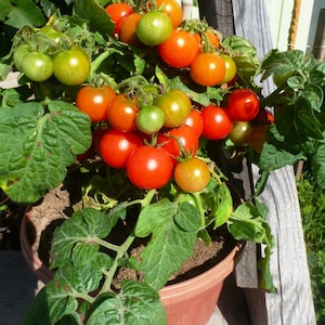 Micro Tom (worlds Smallest Tomato) 30+ Fresh Seeds for the 2025 Season ...