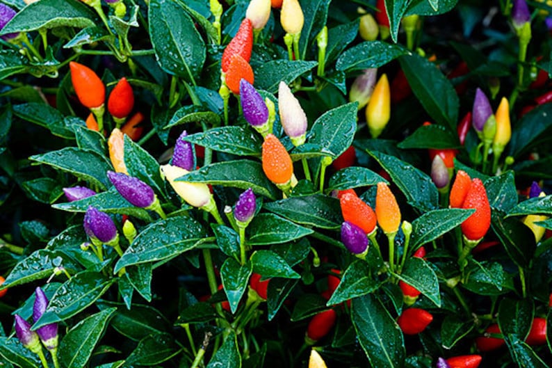Beautiful Numex Twilight Pepper 30 Fresh Seeds for 2023 - Etsy