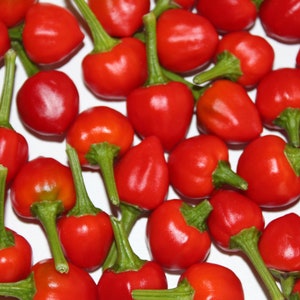 Rare Wiri Wiri Hot Pepper 30+ Fresh Organic Seeds for the 2025 Season ...