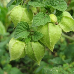 Inca Berry 60+ Freshly Harvested Seeds for the 2026 Season - Etsy