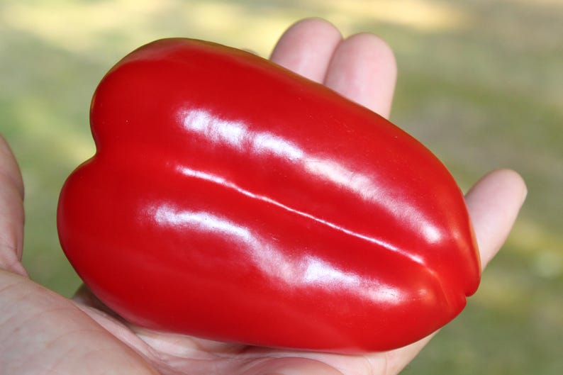 Sweet Apple Pepper 30+ Fresh Organically Grown Seeds for the 2026 ...