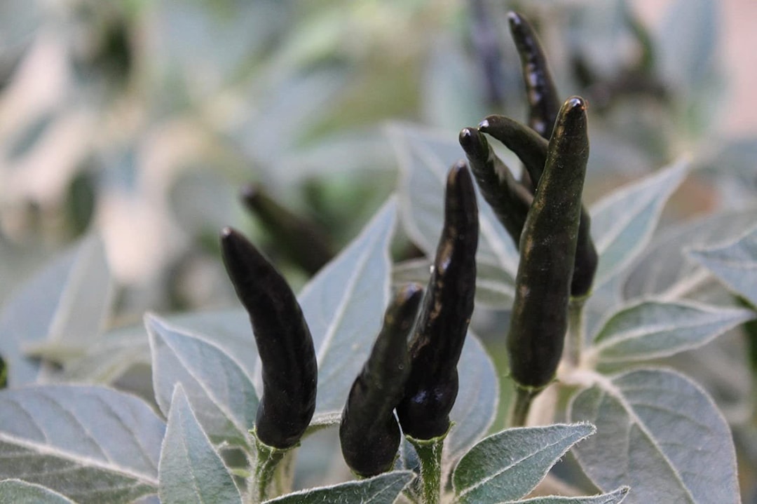 Goats Weed Rare Hot Pepper. 30+ Fresh Organic Seeds for 2026 - Etsy