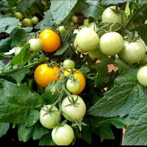 Jochalos Micro Dwarf Tomato 30+ Fresh Seeds for 2026 - Etsy