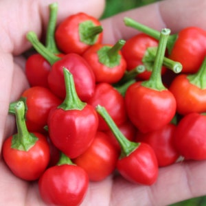 Rare Wiri Wiri Hot Pepper 30 Fresh Organic Seeds for the 2024 Season. - Etsy