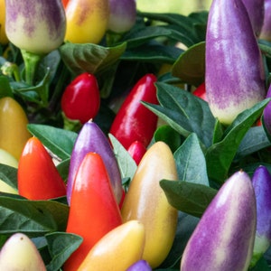 Chinese 5 Color Pepper 30+ Fresh Seeds for 2024 - Etsy