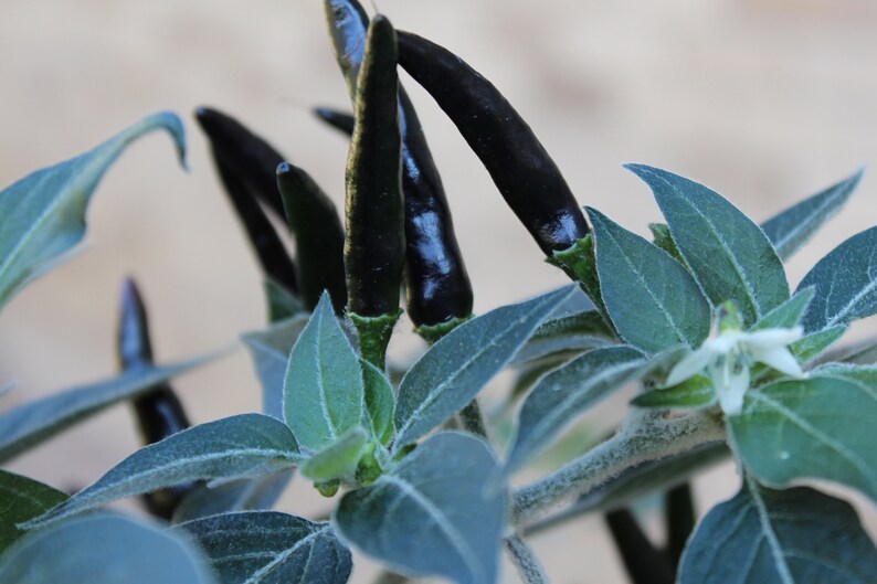 Black Cobra Rare HOT Pepper. 30 Freshly Harvested Seeds for - Etsy