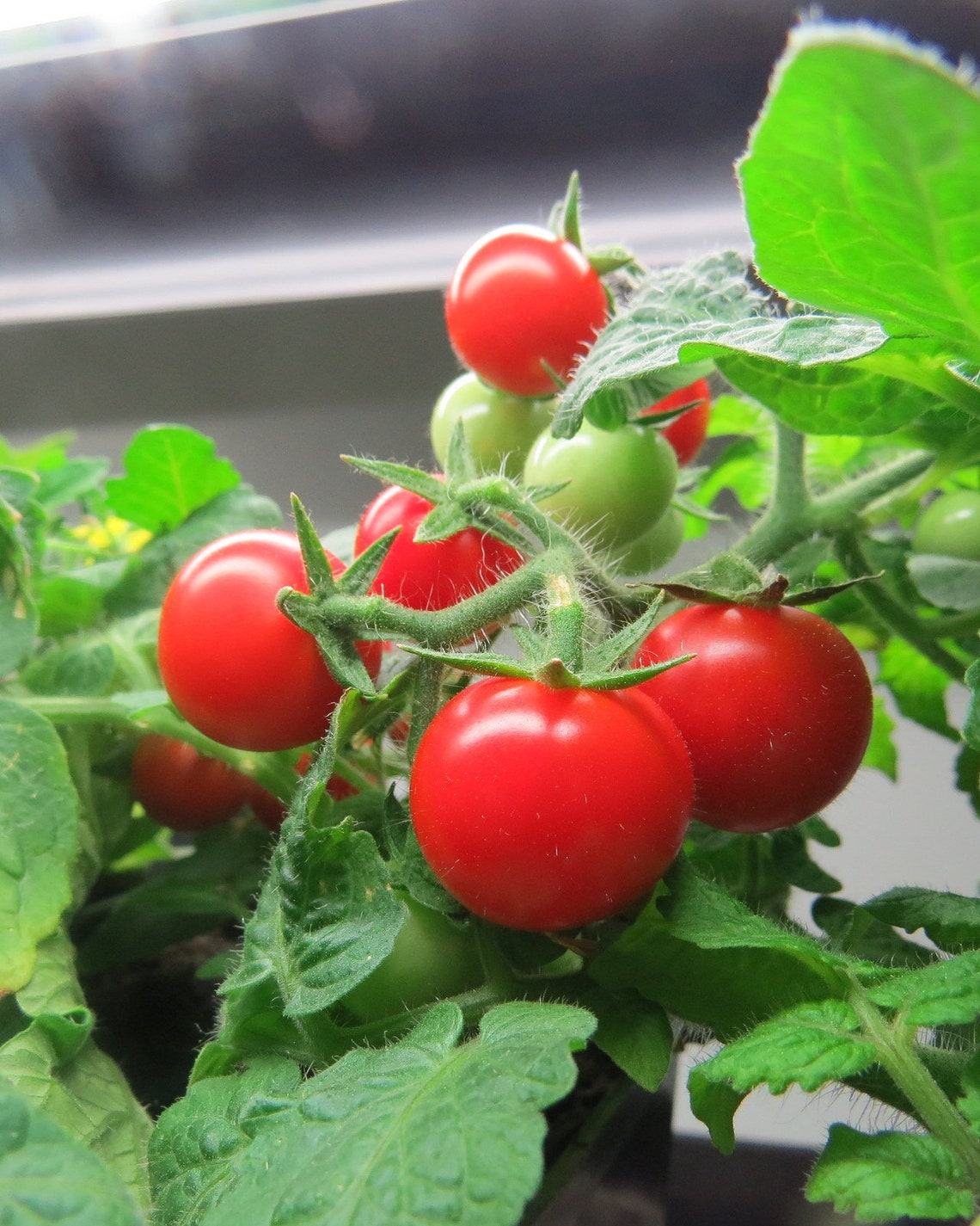 Micro Tina Dwarf Tomato 30 Fresh Seeds for the 2023 Season - Etsy
