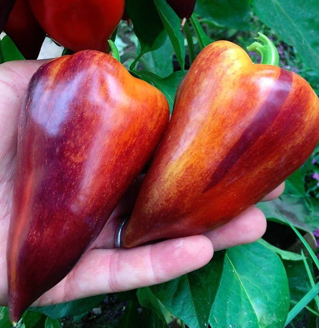 Violet Sparkle Sweet Pepper 30+ Fresh Organic Seeds for 2026 - Etsy