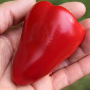 Sweet Apple Pepper 30+ Fresh Organically Grown Seeds for the 2026 ...